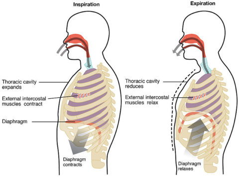 Diaphragmatic Breathing VS Chest Breathing-Aimwell Breathing